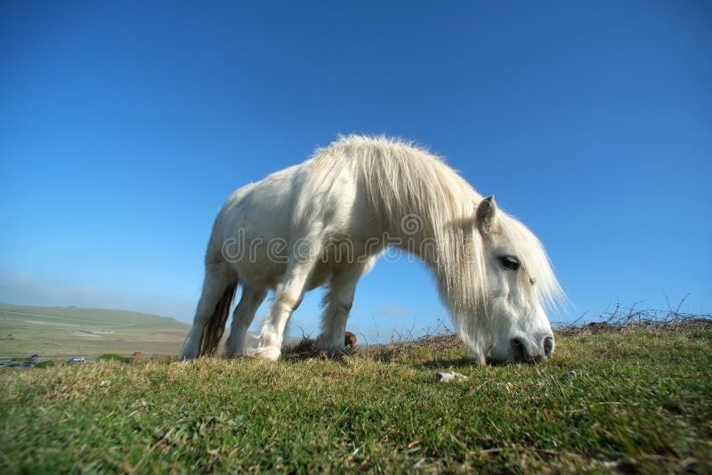 White pony stock photo. Image of horse, sunny, field - 146865912