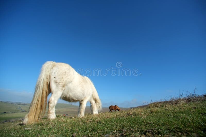 White pony stock photo. Image of horse, sunny, field - 146865912