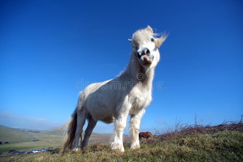 White pony stock photo. Image of horse, sunny, field - 146865912