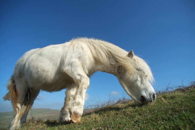 White pony stock photo. Image of field, white, grey - 146865834