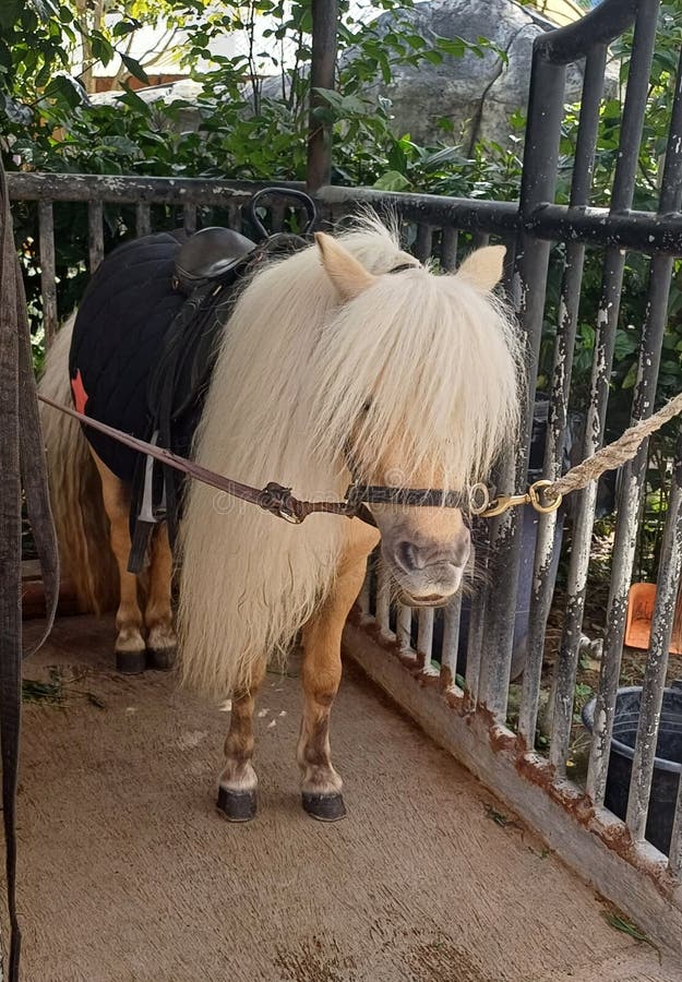 A White Pony Stands Peacefully within Its Stable. Stock Photo - Image ...