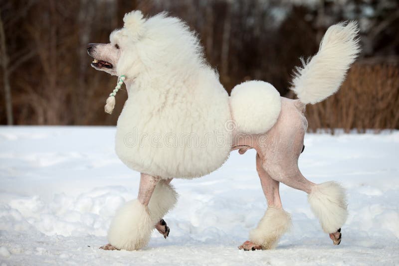 White poodle stock photo. Image of winter, settings, sunny - 19811390