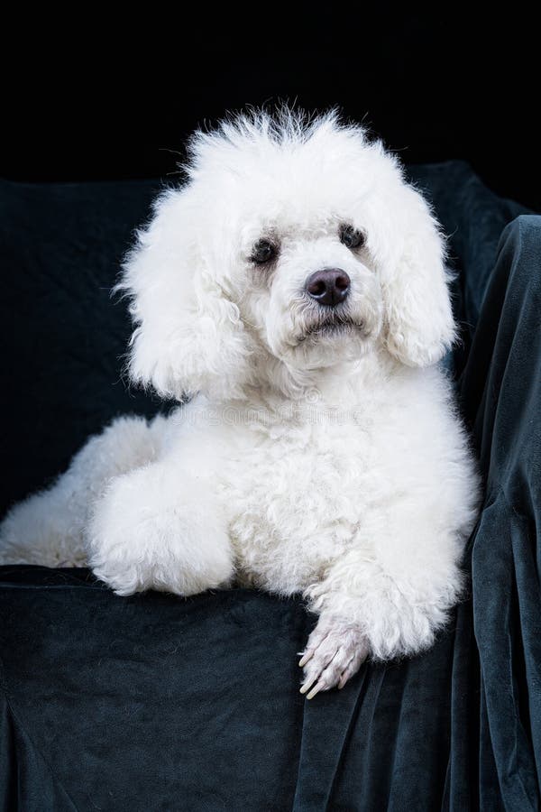 White poodle in armchair stock photo. Image of maltese - 272990006