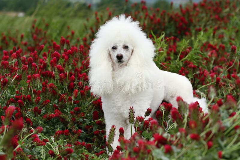 White poodle portrait stock image. Image of cultivated - 55500005