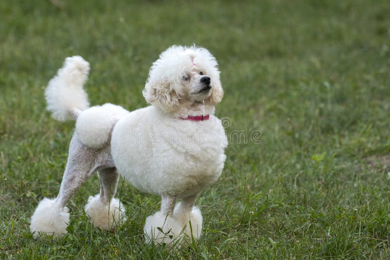 White poodle stock image. Image of meadow, white, poodle - 163877579