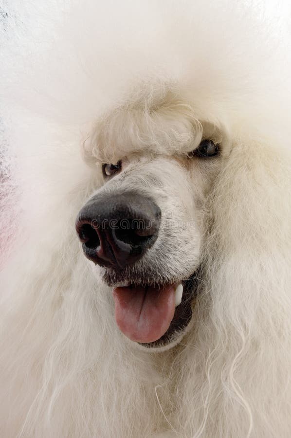 Groomed White Poodle S Legs Stock Image - Image of mammal, hair: 33910679