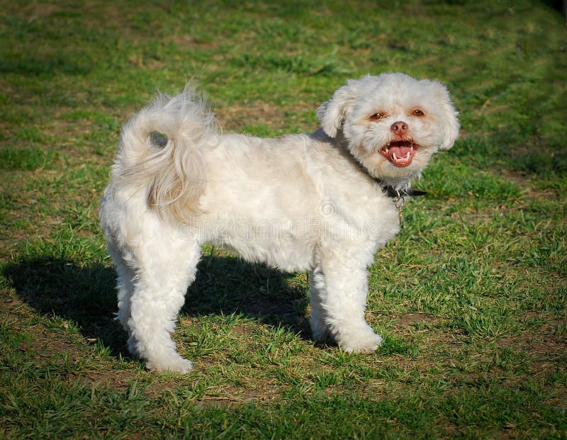 White poodle dog stock image. Image of canine, grass - 10604787