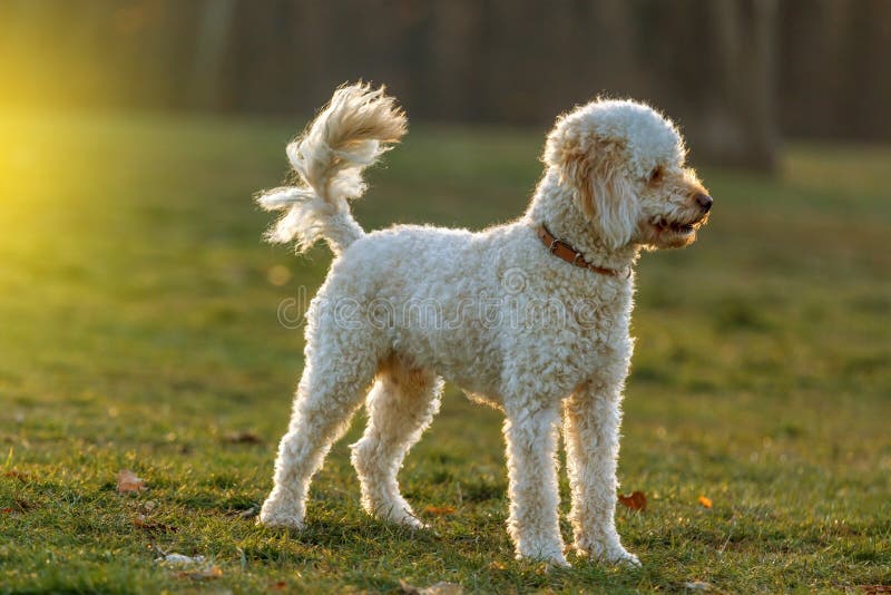 White poodle dog stock image. Image of canine, grass - 10604787