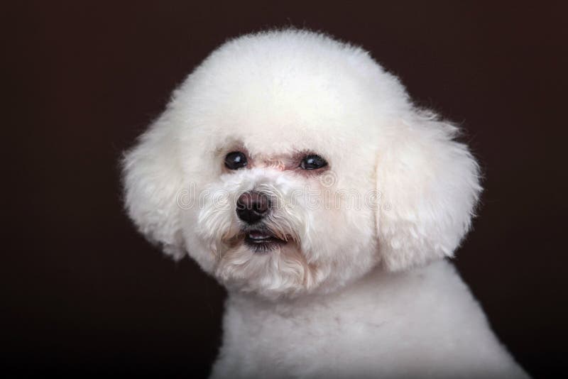 White poodle dog stock image. Image of portrait, beautiful - 68765597
