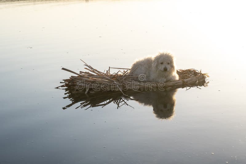 White Poodle Floating on Raft Stock Photo - Image of glassy, backlit ...