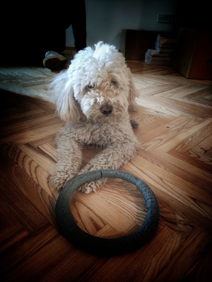 White Poodle Lying Down, Looking Straight Ahead Stock Image - Image of ...