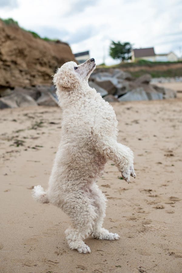 White Poodle Performing a Playful Dance on the Sandy Beach. Stock Photo ...