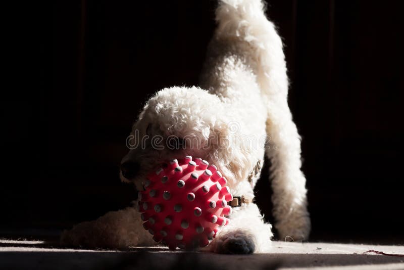 Toy Poodle Puppy Playing Ball. Stock Image - Image of puppy, black ...