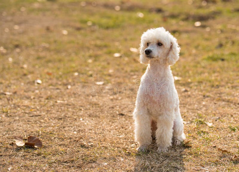 White poodle stock photo. Image of domestic, outside - 166808604