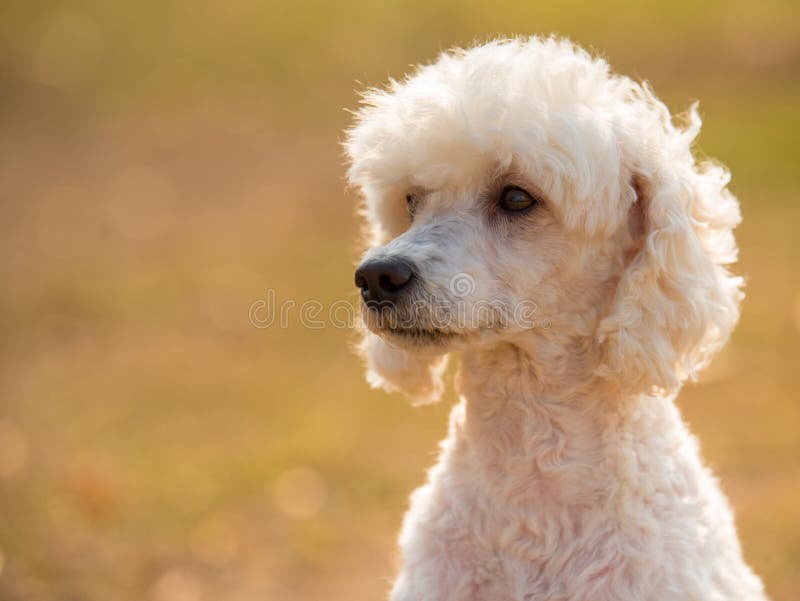 White poodle stock photo. Image of park, animal, mammal - 166808608