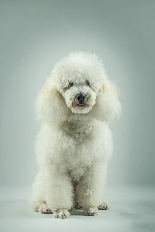 White poodle posing stock image. Image of groomed, animals - 85808019