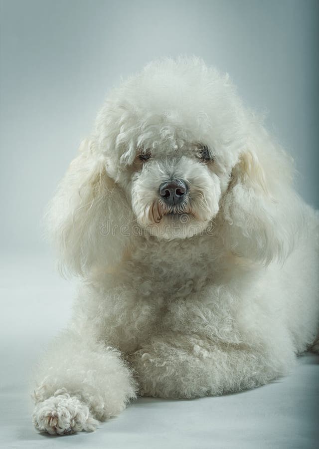 White poodle posing stock image. Image of portrait, puppy - 85808281