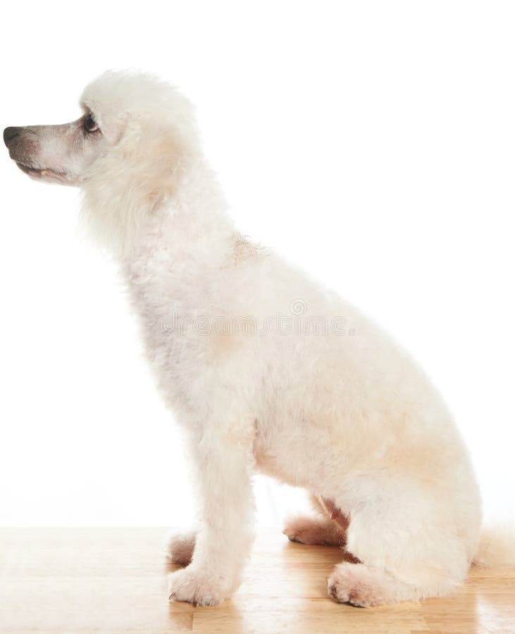 376 Poodle Profile Photos - Free & Royalty-Free Stock Photos from ...