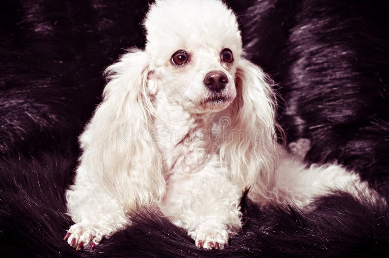 White poodle puppy stock image. Image of adorable, breed - 29847211