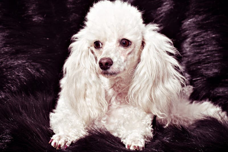 White poodle puppy stock image. Image of decorative, front - 29847217