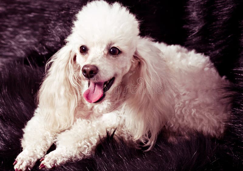 White poodle puppy stock photo. Image of curly, small - 29847232