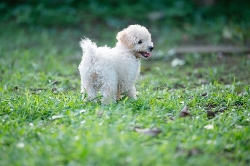 White Poodle Puppy Stand Green Grass Stock Photos - Free & Royalty-Free ...