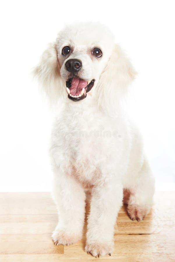 White poodle sit stock photo. Image of isolated, domestic - 71297974