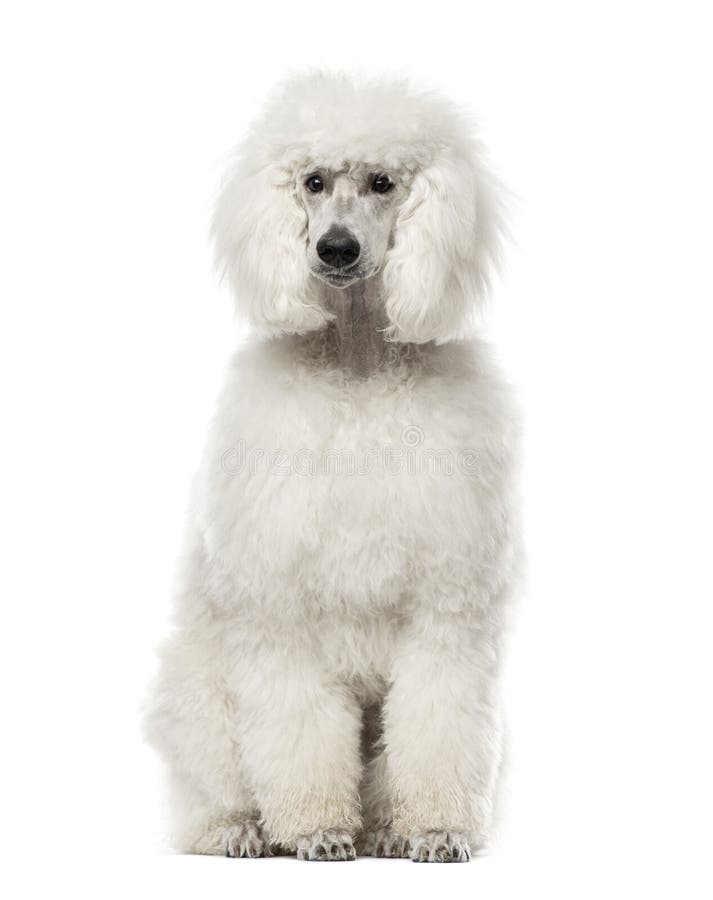 White Poodle Sitting, 9 Months Old , Isolated Stock Image - Image of ...