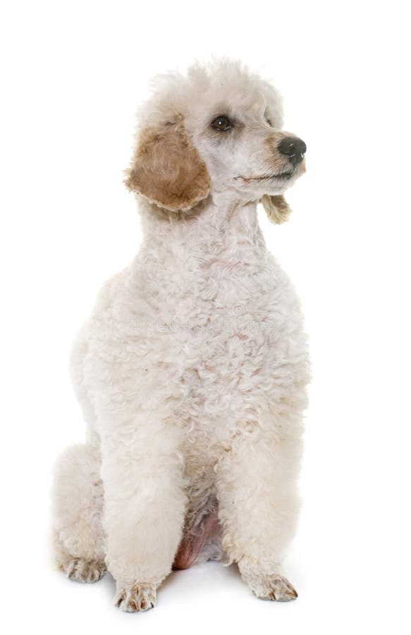 White poodle stock image. Image of mammal, poodle, upright - 27421855