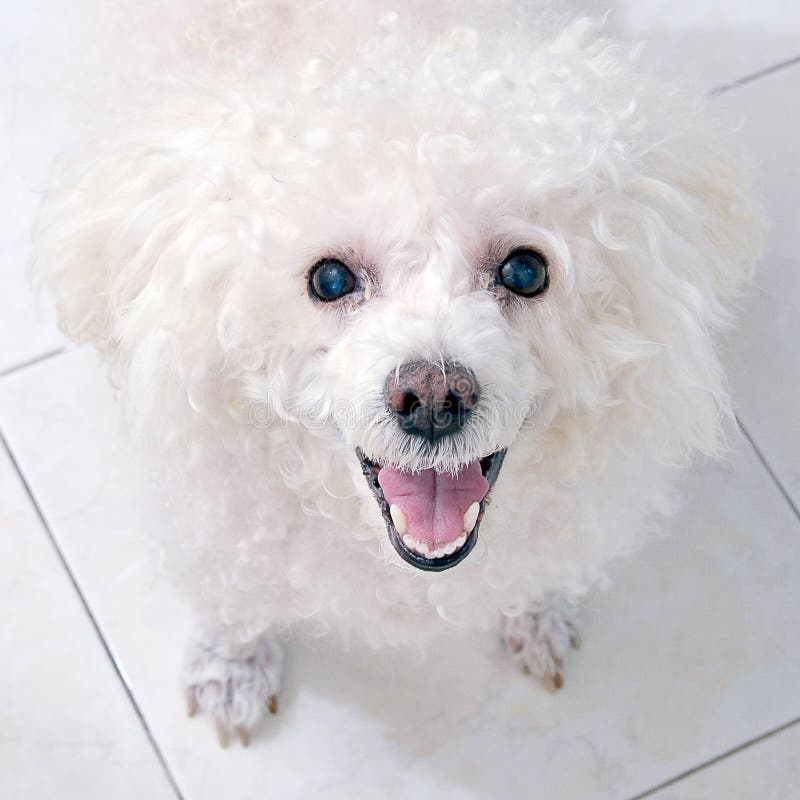 White Poodle Toy Dog Smiles Stock Image - Image of curly, fluffy: 123798419