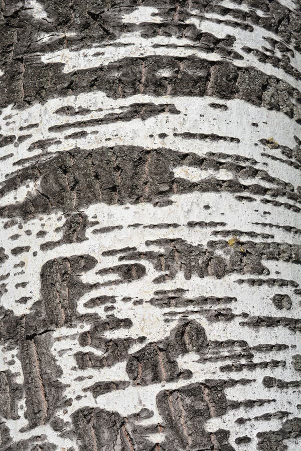 White poplar stock photo. Image of trunk, outdoors, botany - 187086894