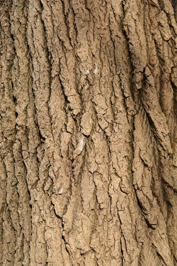 White poplar bark stock photo. Image of detail, texture - 227650652