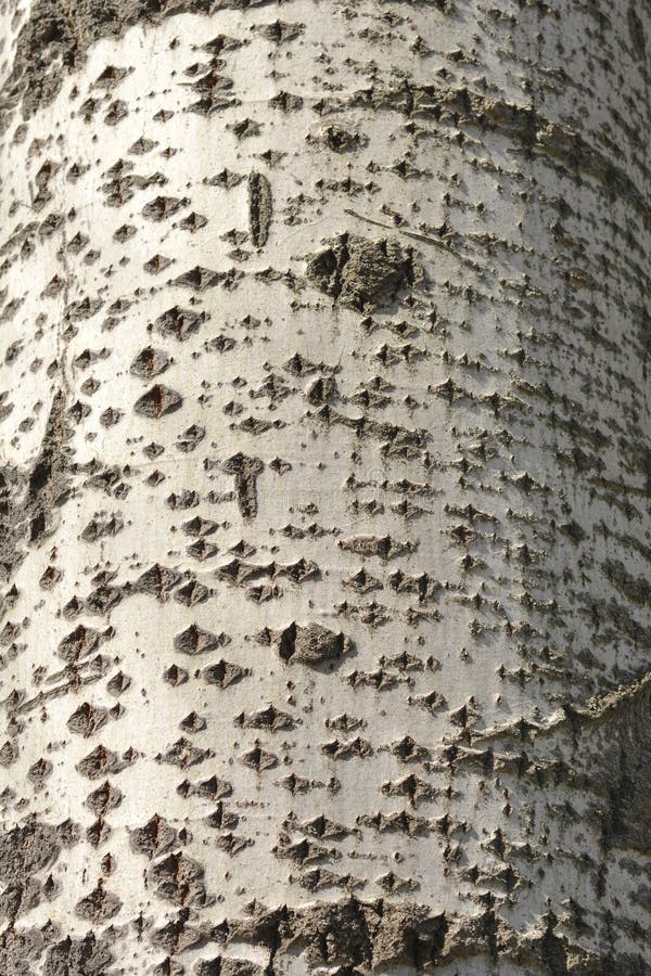 White poplar bark stock photo. Image of trunk, poplar - 239637070