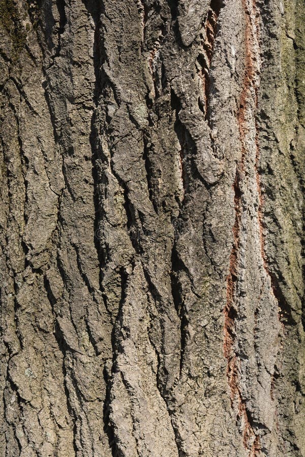 White poplar bark stock photo. Image of background, texture - 247967576
