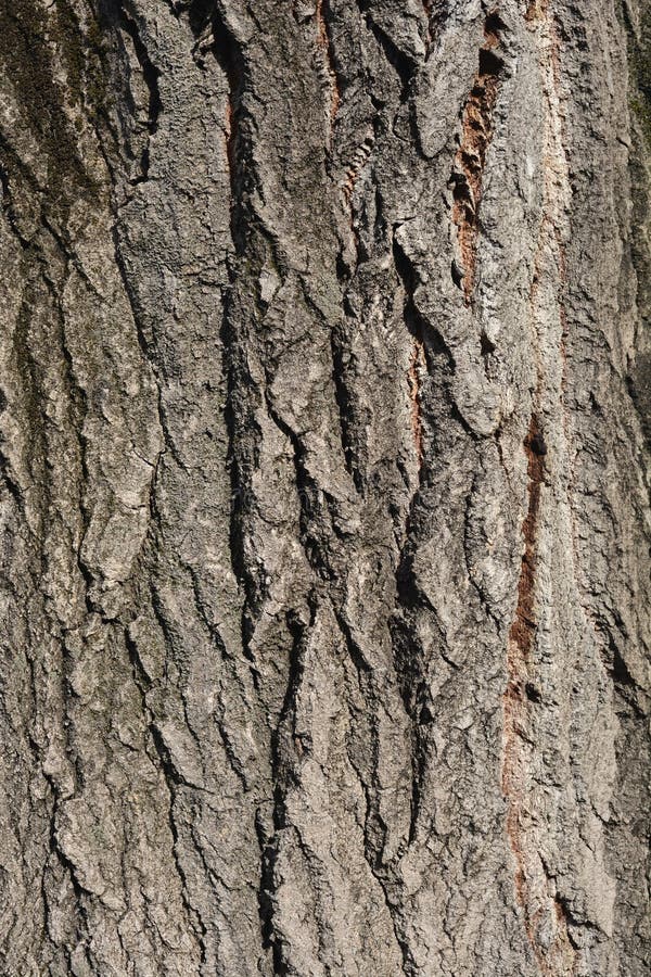 White poplar bark stock image. Image of silverleaved - 307753841