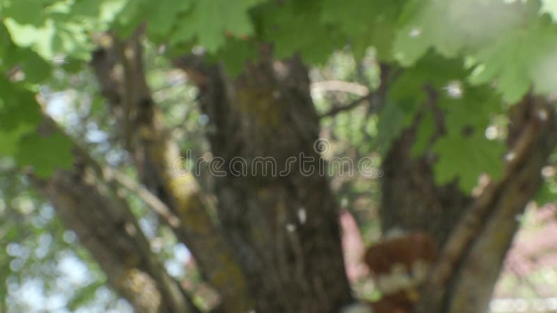 White Poplar Fluff Falls from the Trees Stock Video - Video of forest ...
