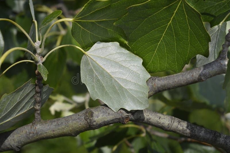 White poplar stock photo. Image of abele, green, silverleaved - 324723044