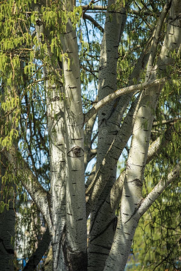 658 Populus Alba Stock Photos - Free & Royalty-Free Stock Photos from ...