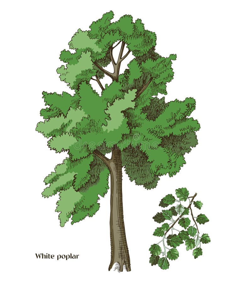 White Poplar Tree and Poplar Branch Vector Stock Vector - Illustration ...