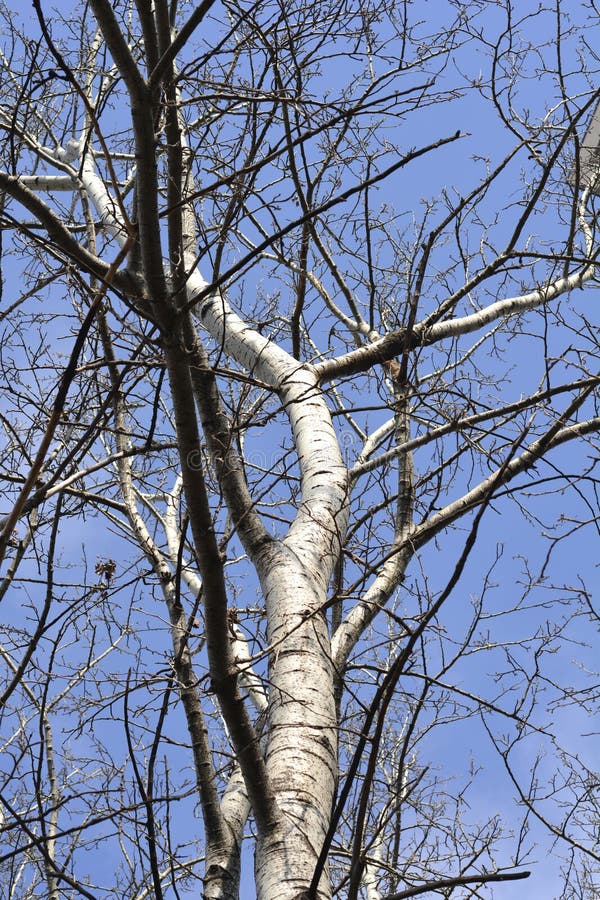 White poplar stock photo. Image of abele, branch, plant - 351361704