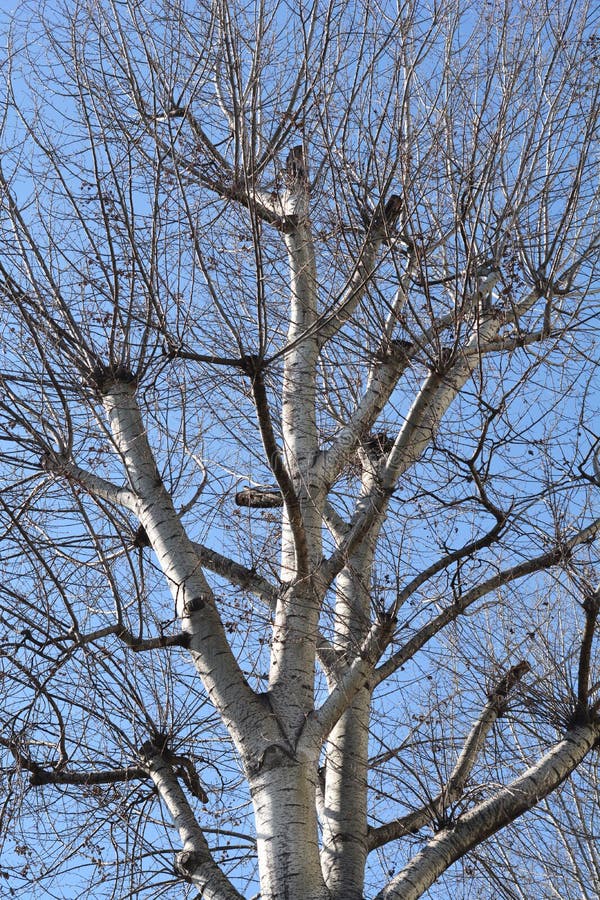 527 White Poplar Populus Alba Stock Photos - Free & Royalty-Free Stock ...