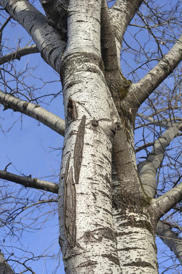 White poplar stock photo. Image of outdoors, botany - 306170262