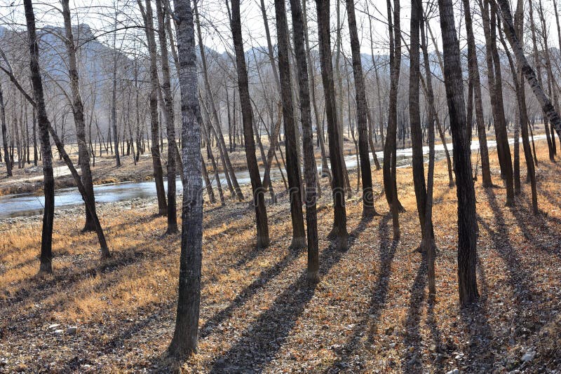 White Poplar Trees in Winter Stock Image - Image of dense, tree: 106021965