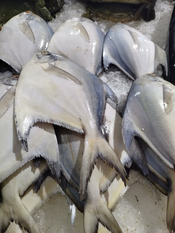 White pople stock image. Image of cuisine, organism - 259110835