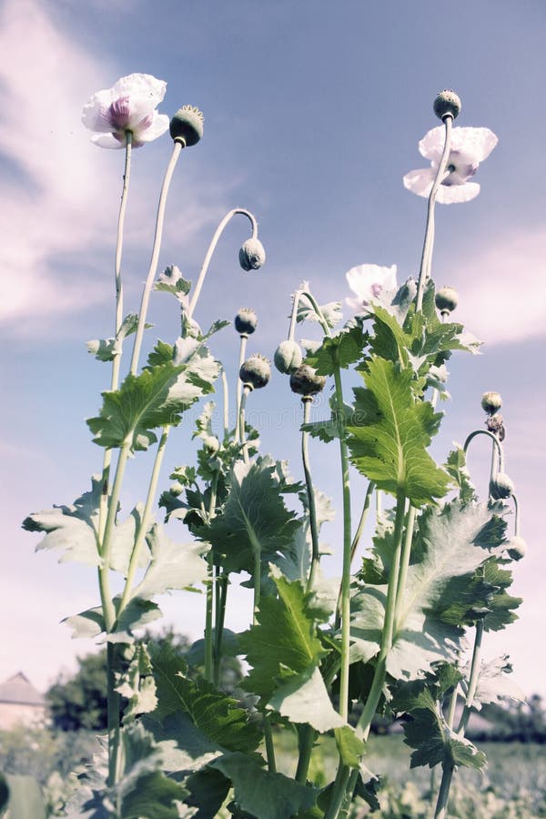 White poppies stock photo. Image of agriculture, garden - 39128514