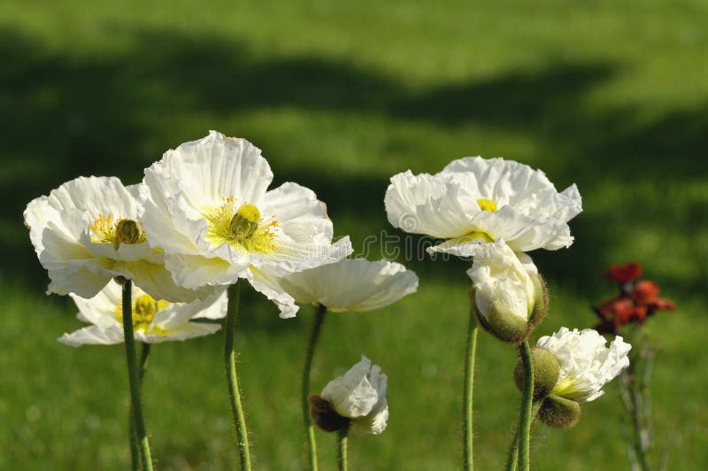 White Poppies stock photo. Image of heads, spring, white - 61085398