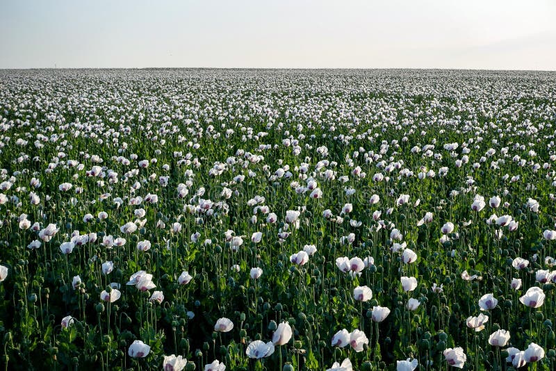 White poppy field. stock image. Image of flora, field - 91411805