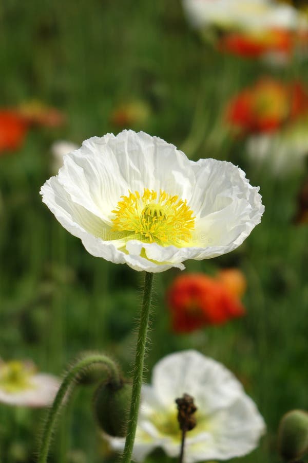 A white Poppy flower stock image. Image of blow, color - 39560421