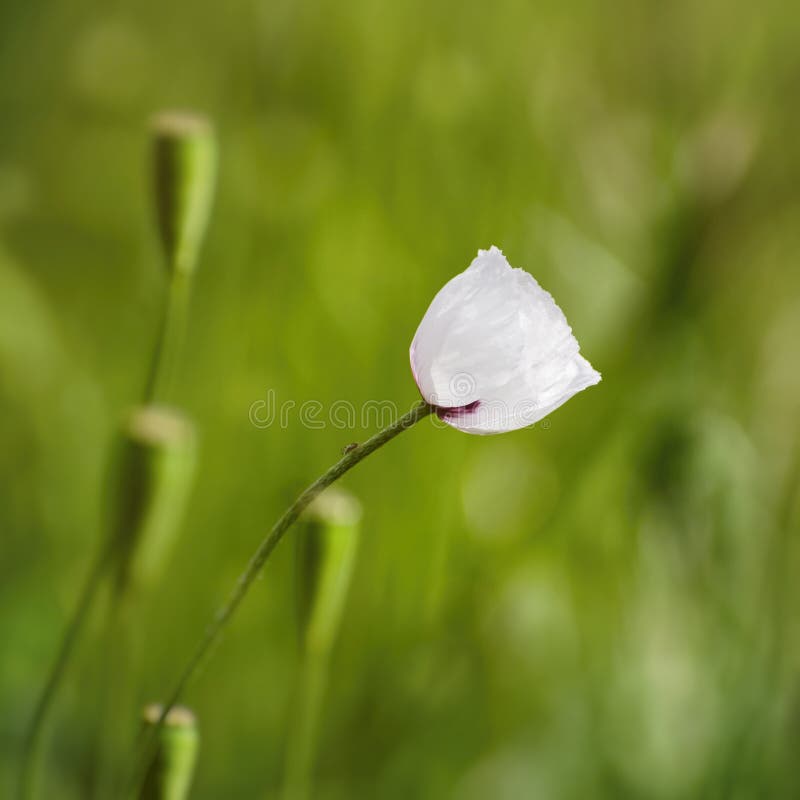 White Poppy Flower stock photo. Image of nature, garden - 71641392