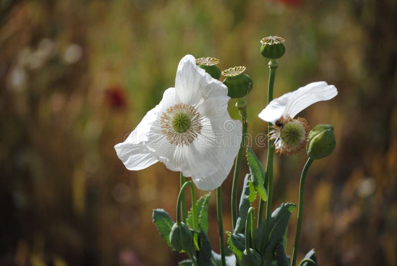 White Poppy Flowers in the Field on a Sunny Day Stock Image - Image of ...